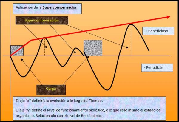 Teoría Entrenamiento y Preparación Física. Tema 6: Adaptación al ...
